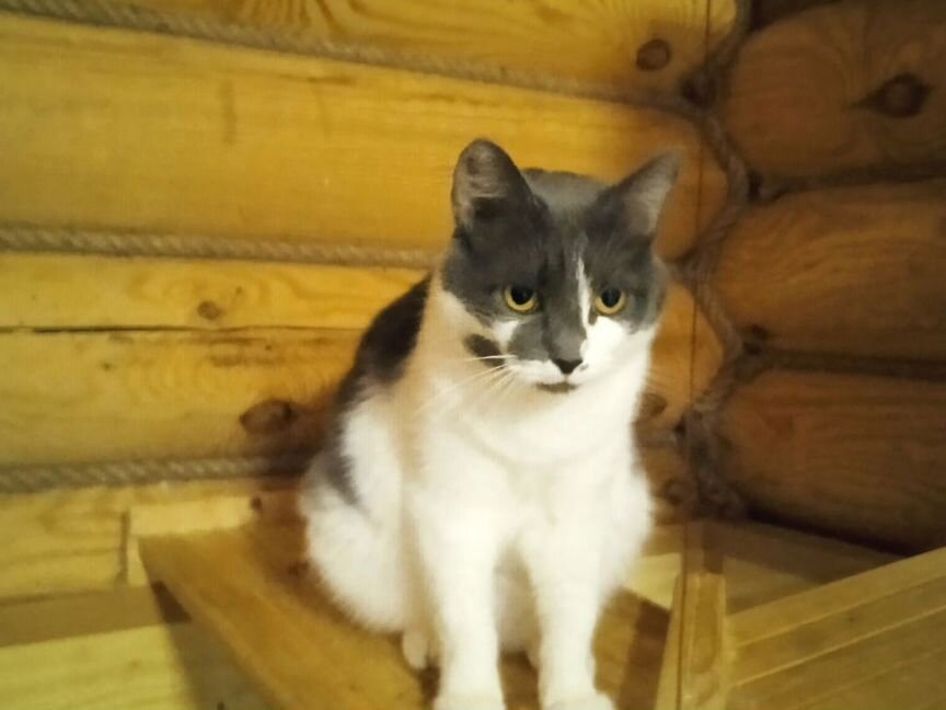 Суперласковая кошечка Дося 3 года ищет себе дом