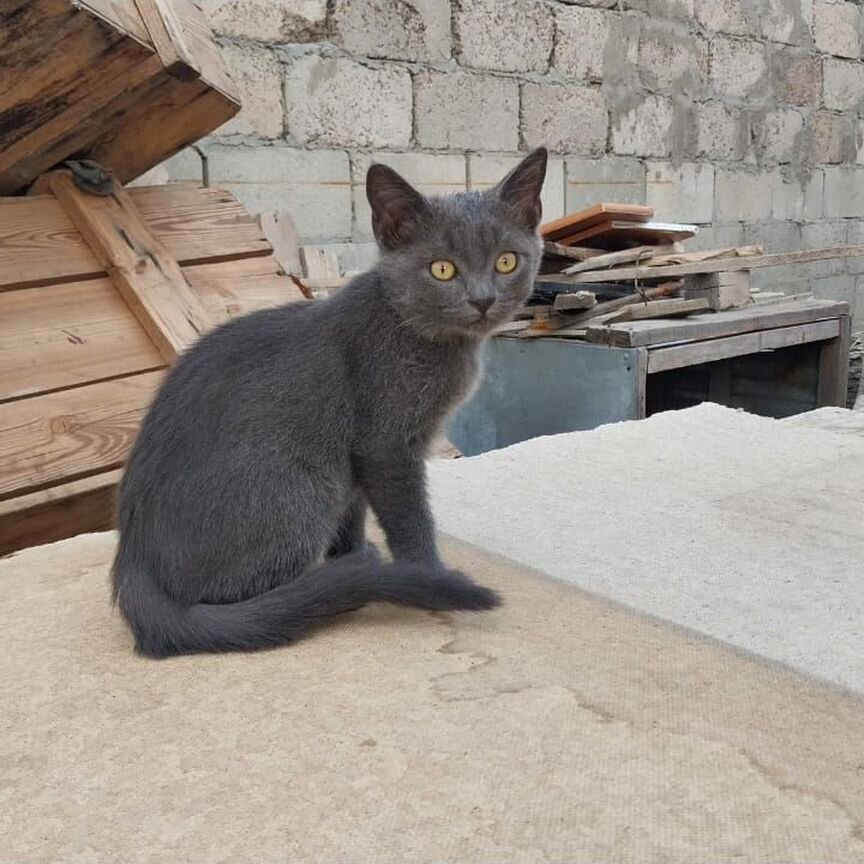 Котики бесплатно в добрые руки