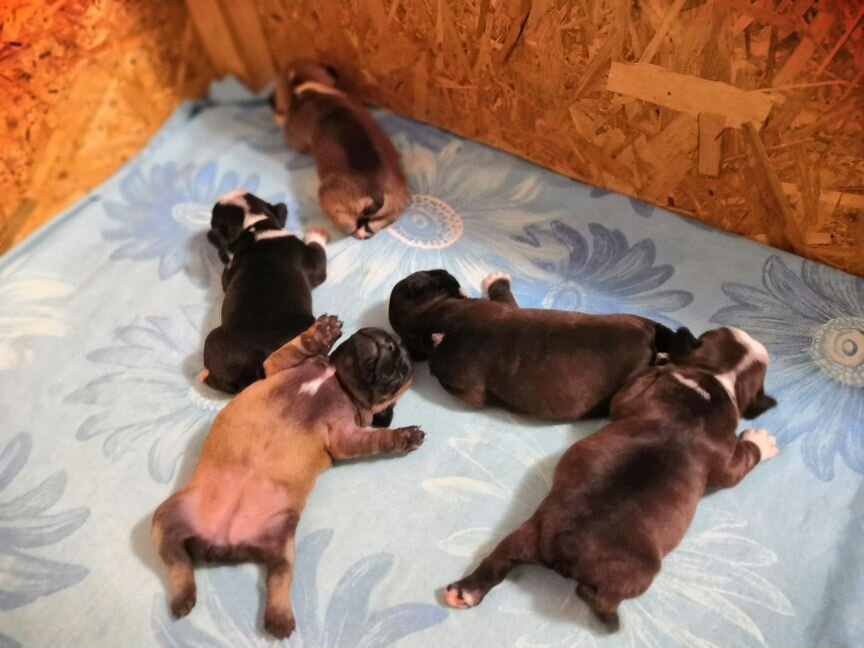 Щенки Французского бульдога