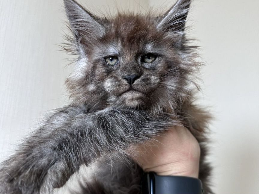 Кошечка мейн-кун