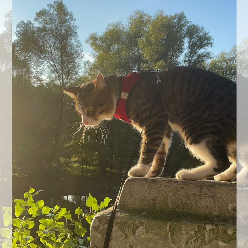 Котик на расстоянии
