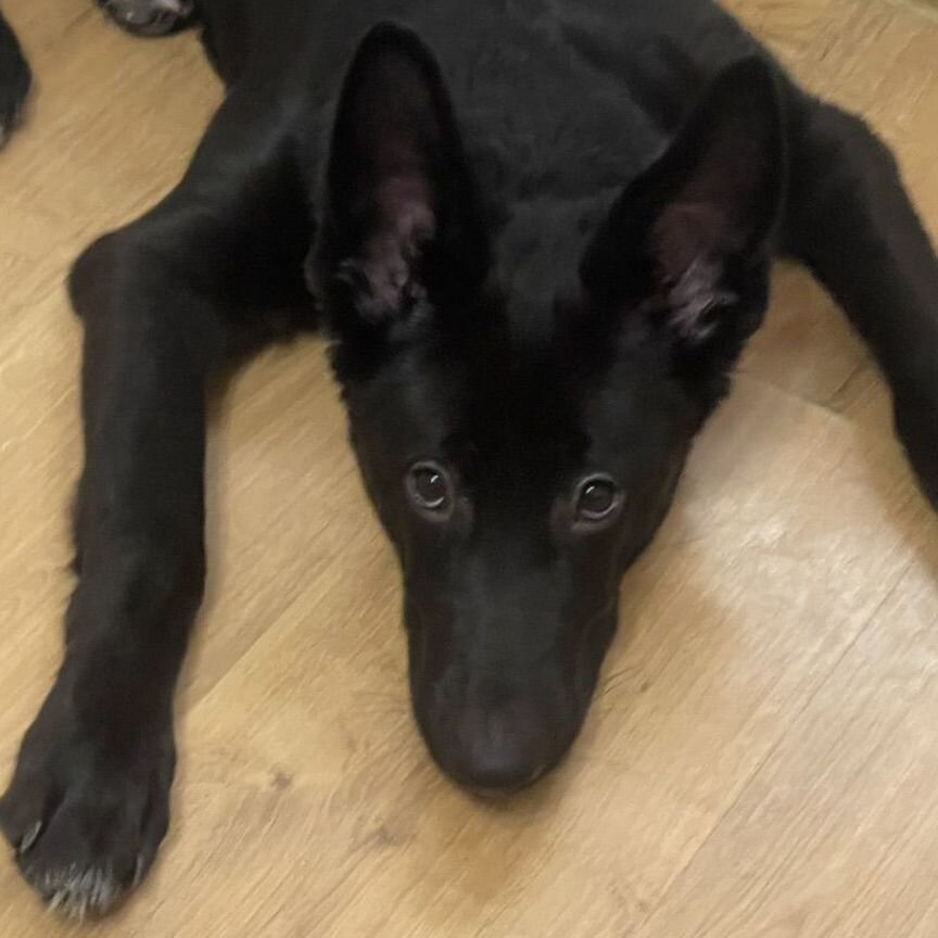 Немецкая овчарка, щенок