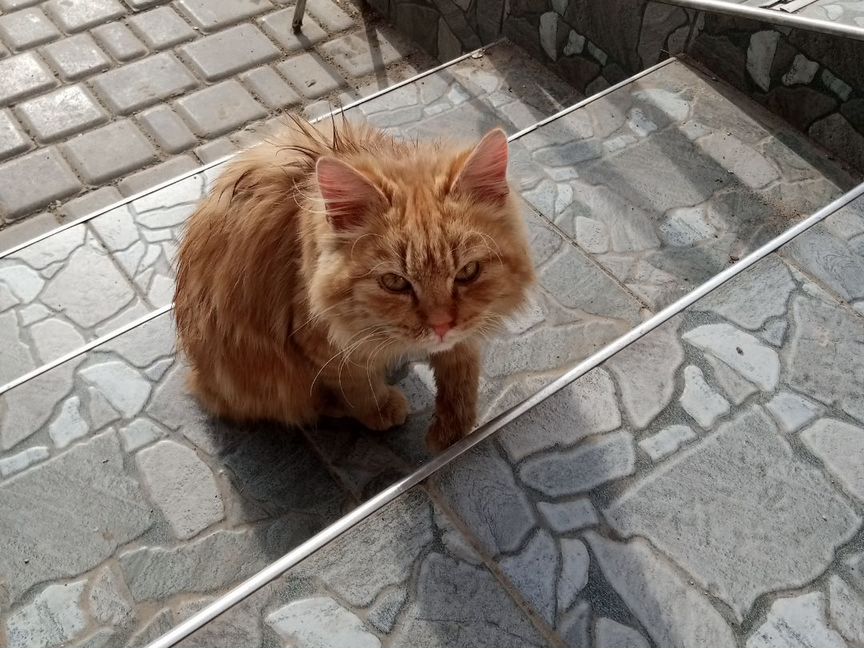 Котик в добрые руки