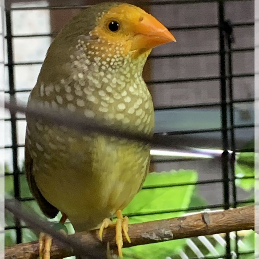 Астрильды и Амадины