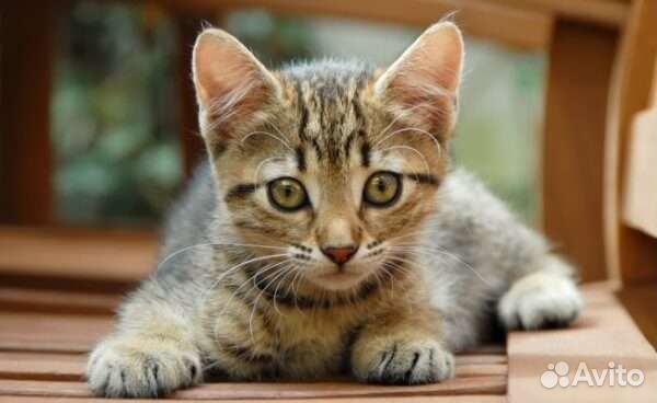 Кельтские Породистые Котята