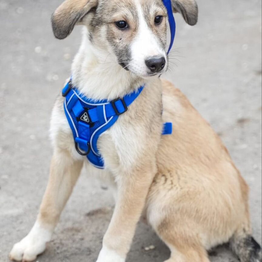 Даша девочка 3 мес вырастет не более 35 см в холке