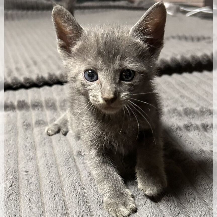Котенок мальчик