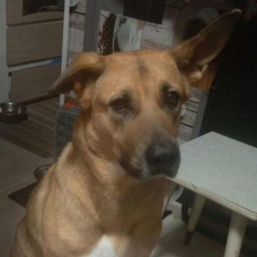 Отдам в хорошие руки собаку