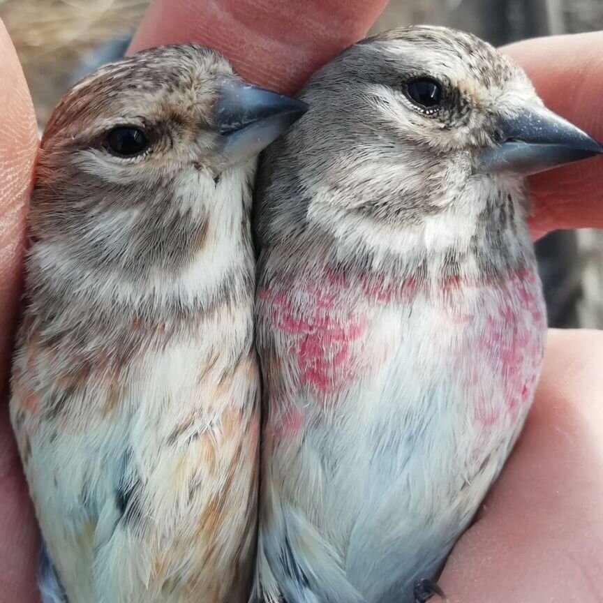 Певчие птицы