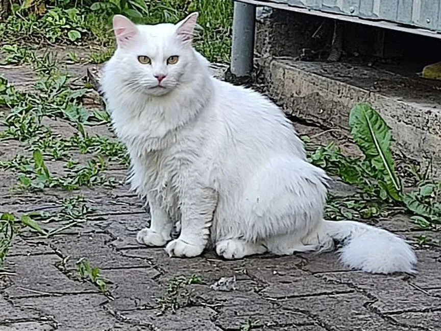 Кот Беляш