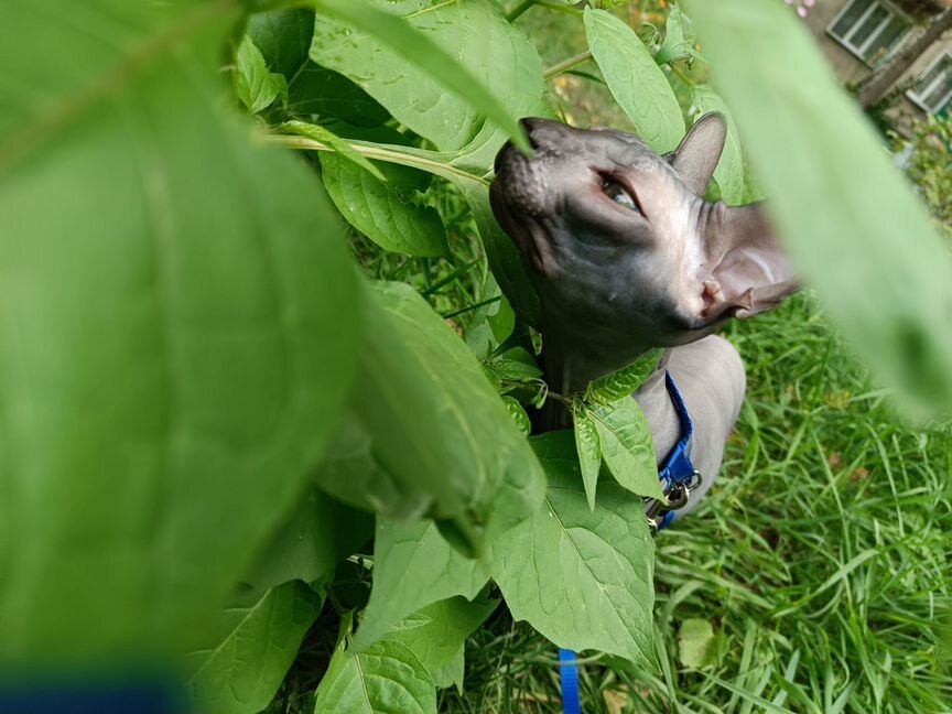 Канадский сфинкс кот для вязки