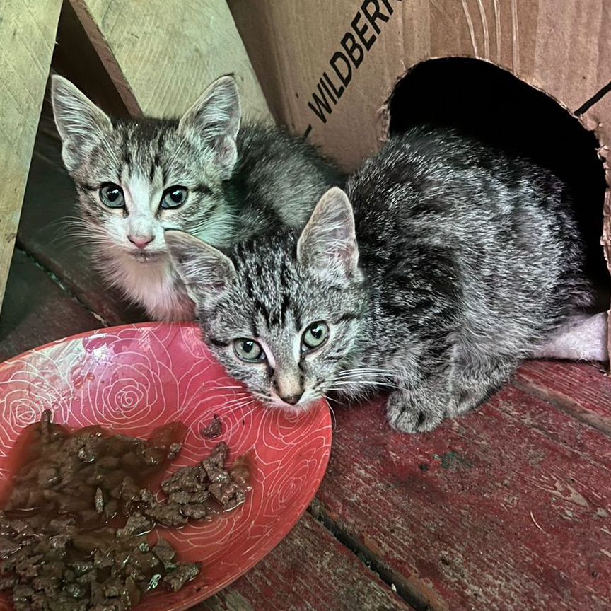Уличные котята в добрые руки