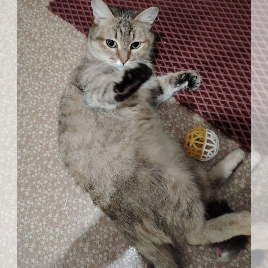 Кошка