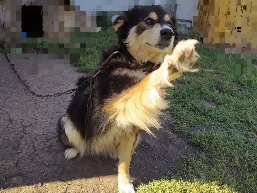 Собака с опухолью ищет дом