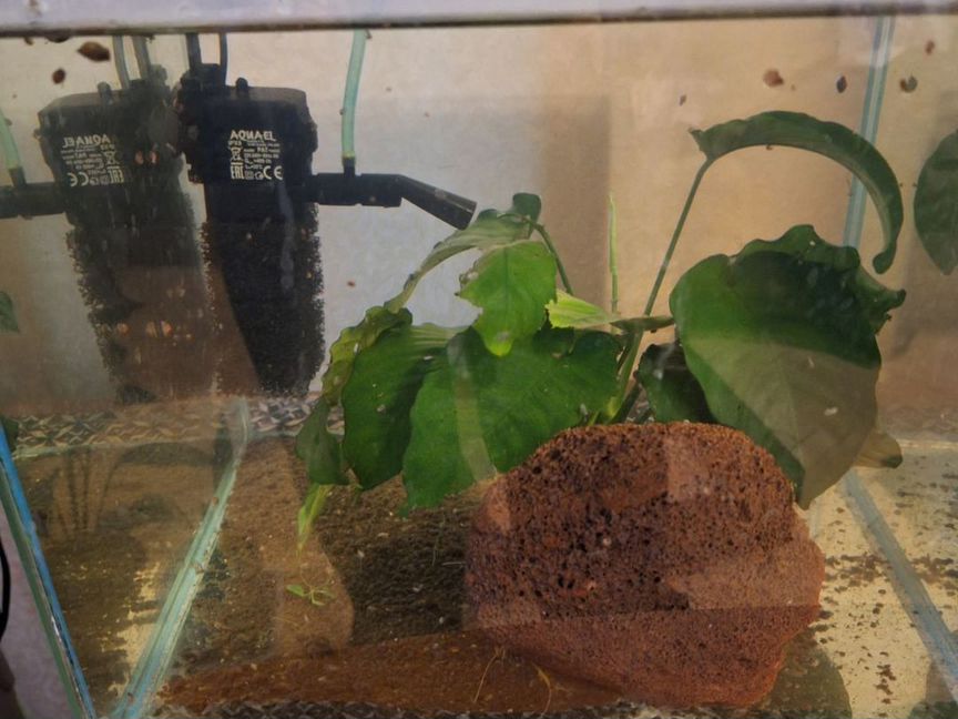 Аквариум 20л с фильтром, анубиасом и дафниями