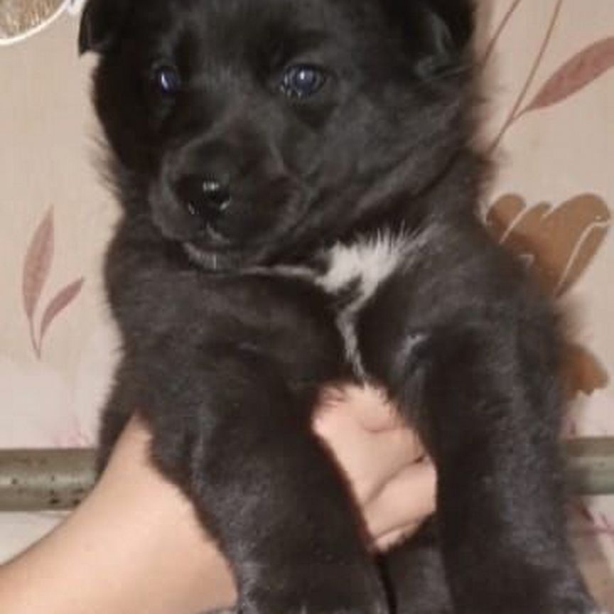 Щенки