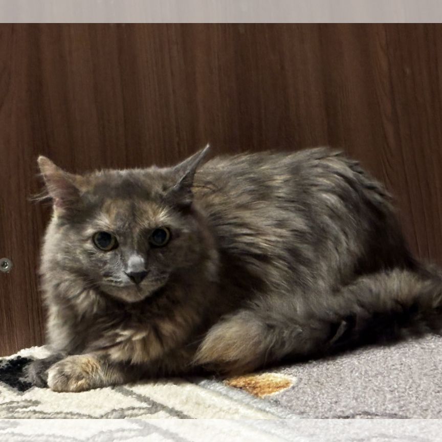 Взрослая, кошка в добрые руки