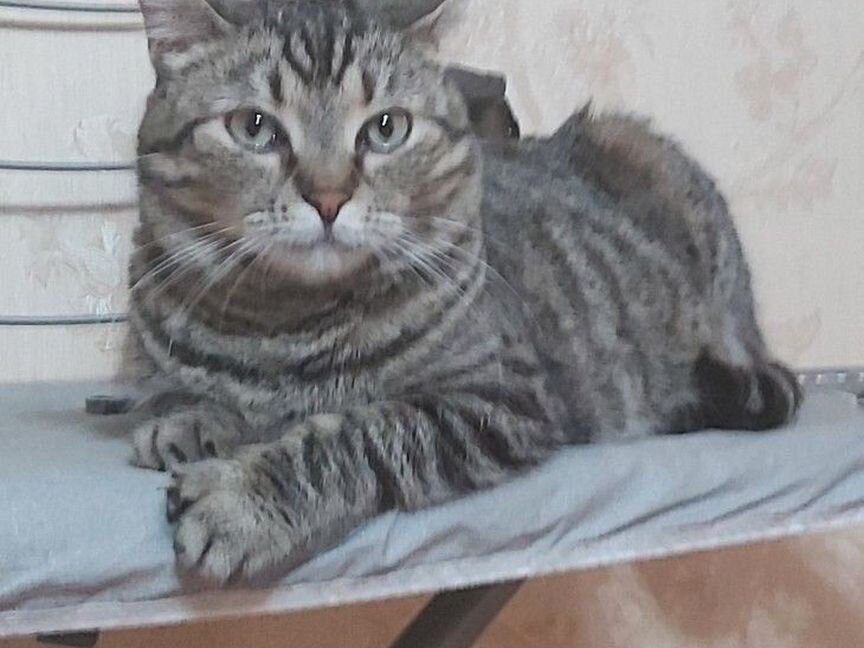 Чудесная кошечка
