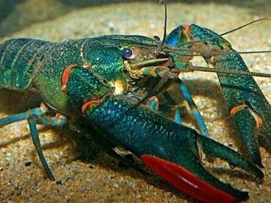 Австралийский красноклешневый рак