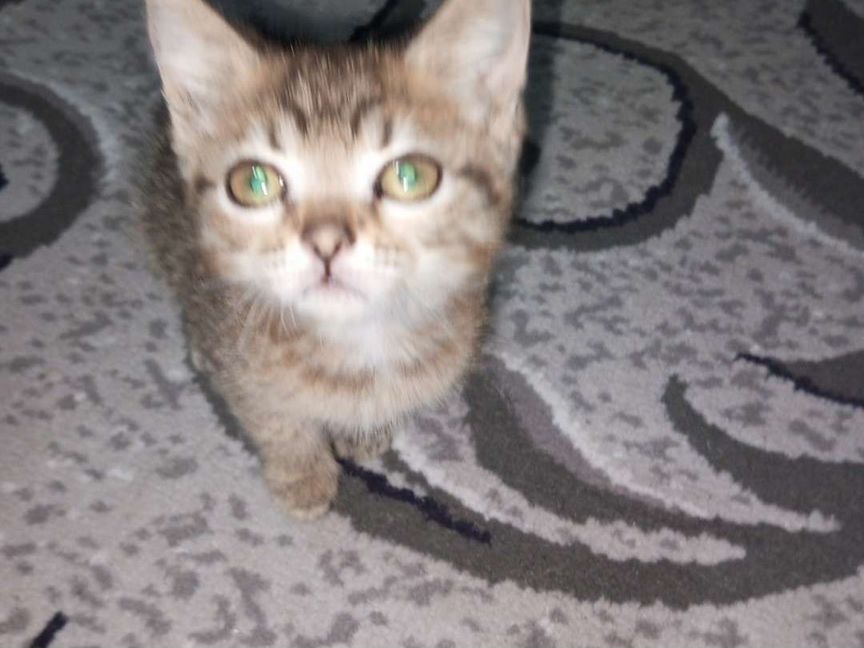 Кошечка в добрые руки