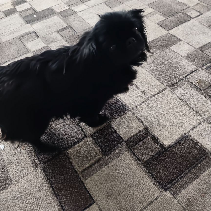 Пекинес, щенок