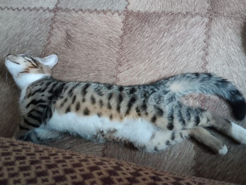 2 котенка от бенгальской кошки