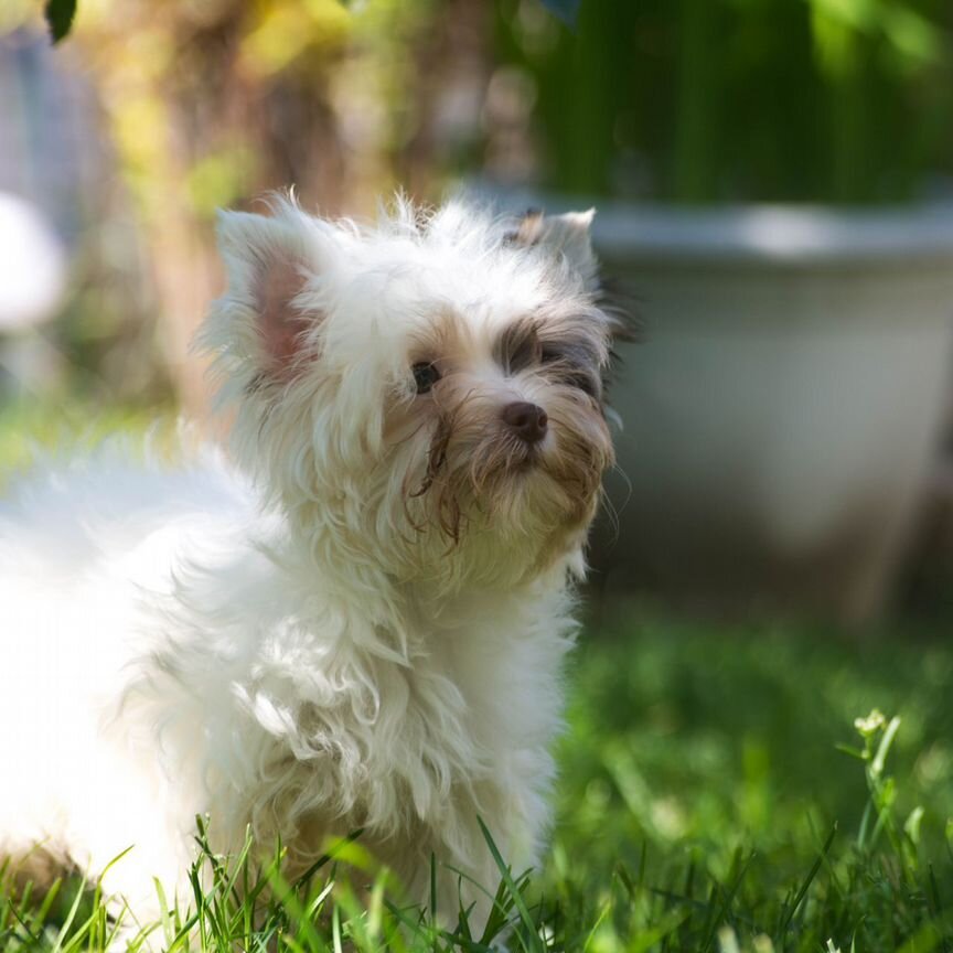 Очень ласковый малыш биро