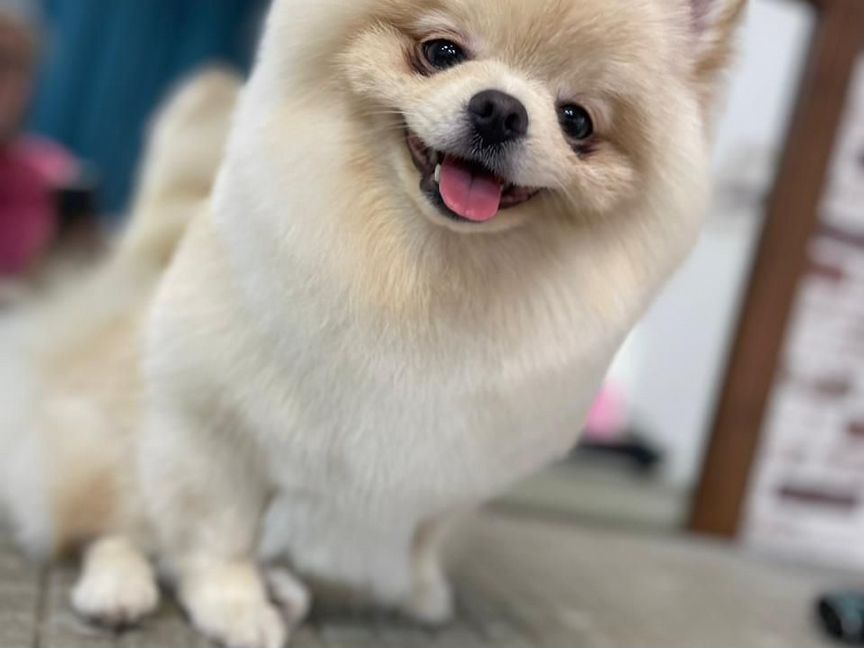 Немецкий шпиц вязка