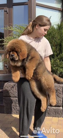 Шикарные девочки тибетского мастифа