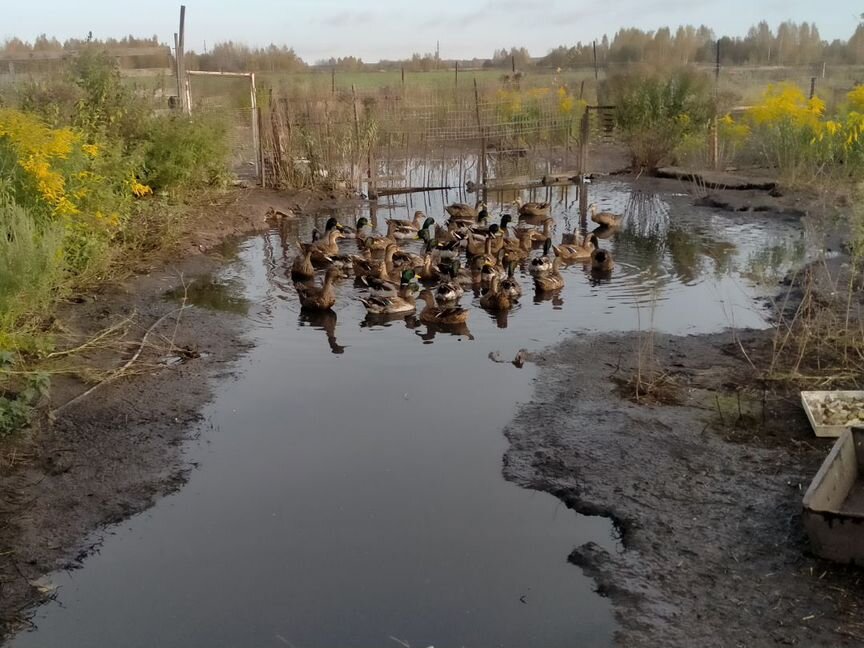 Продажа уток и гусей