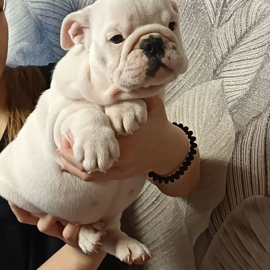 Английский бульдог девочка