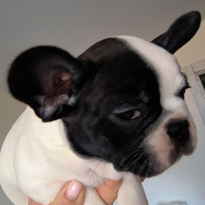 Французский бульдог щенки