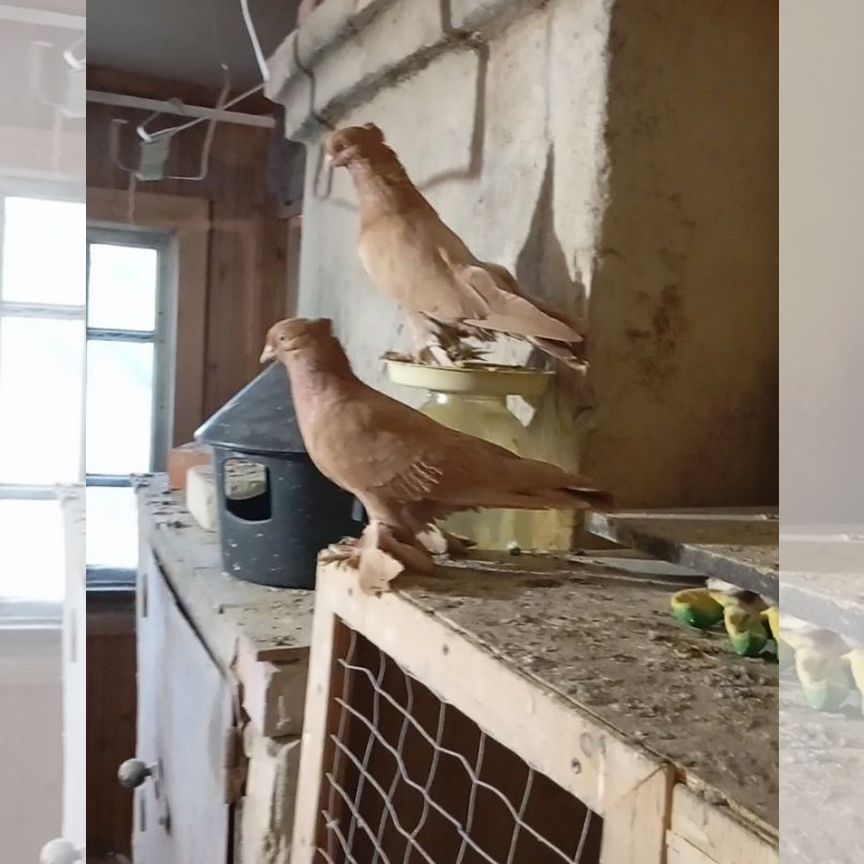 Андижанской голубь