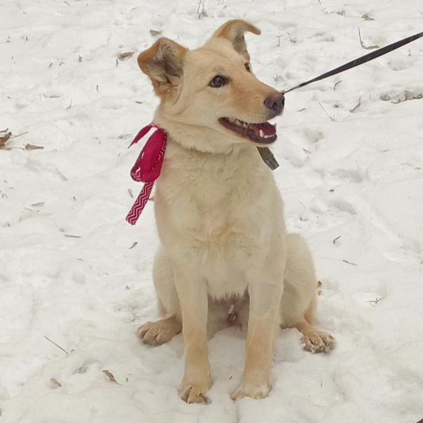 Щенок в добрые руки