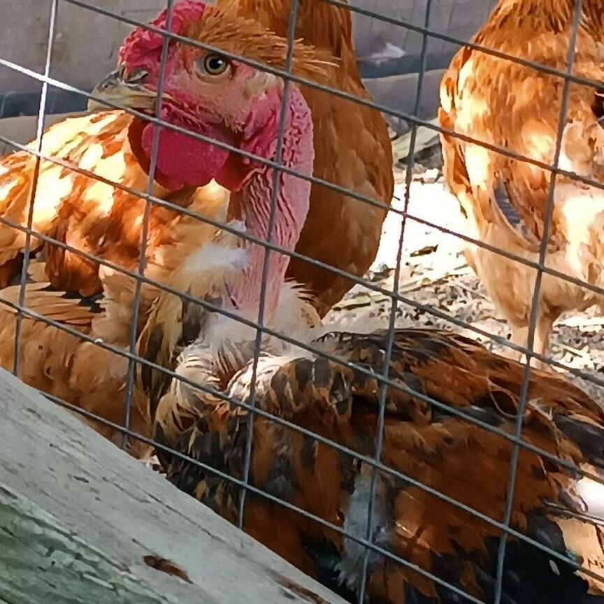 Молодые петухи