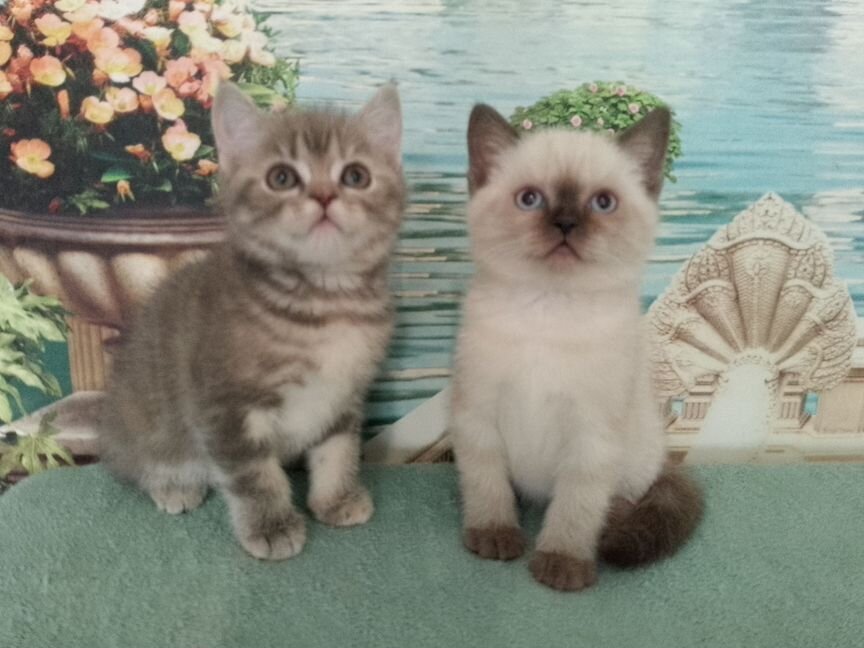 Шотландские прямоухие котята