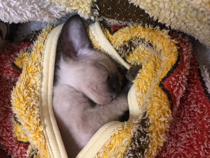 Котенок сфинкс браш (девочка)