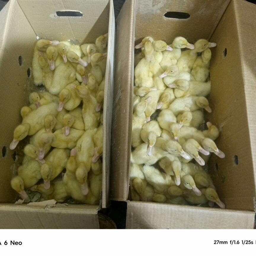 Утки бролерные