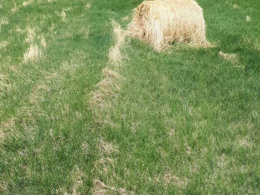 Сено в рулонах