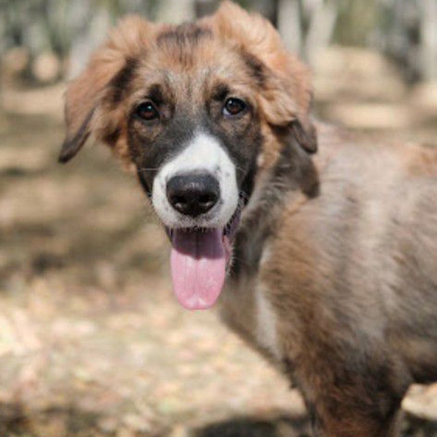 Брут из приюта надеется на помощь доброго сердца