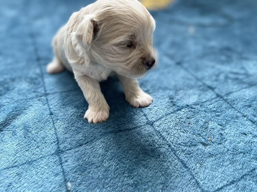 Мальтипу корея