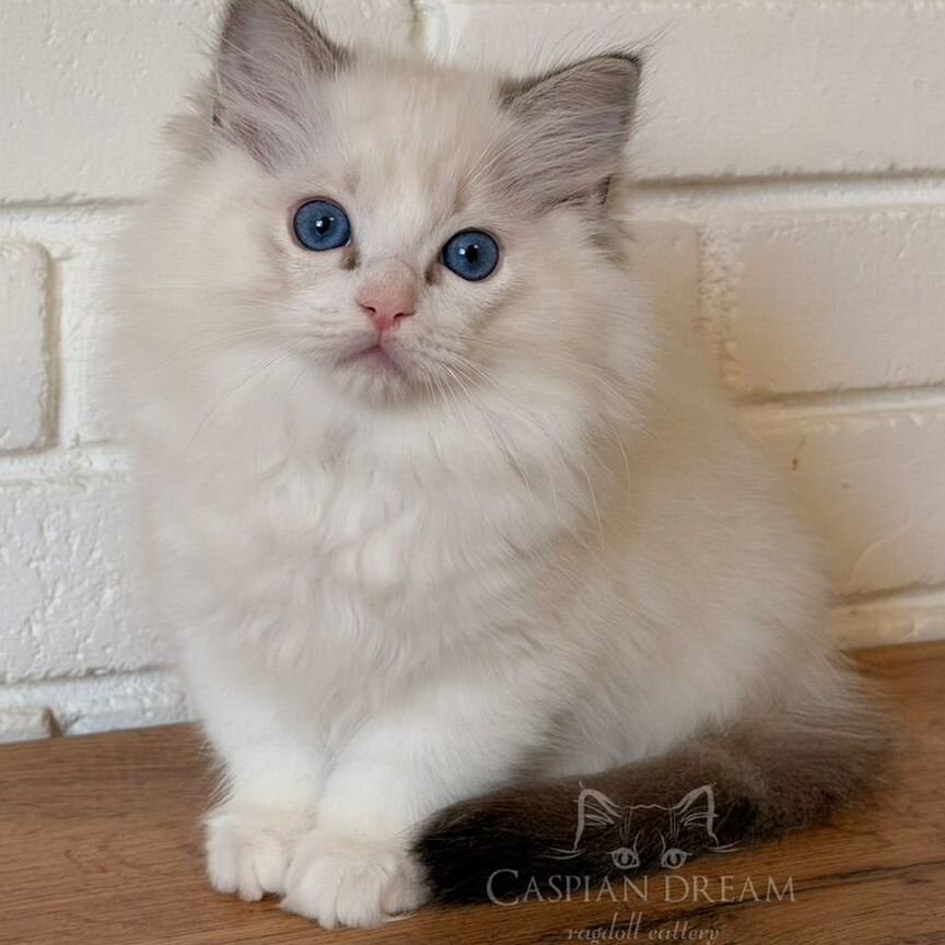 Рэгдолл котёнок