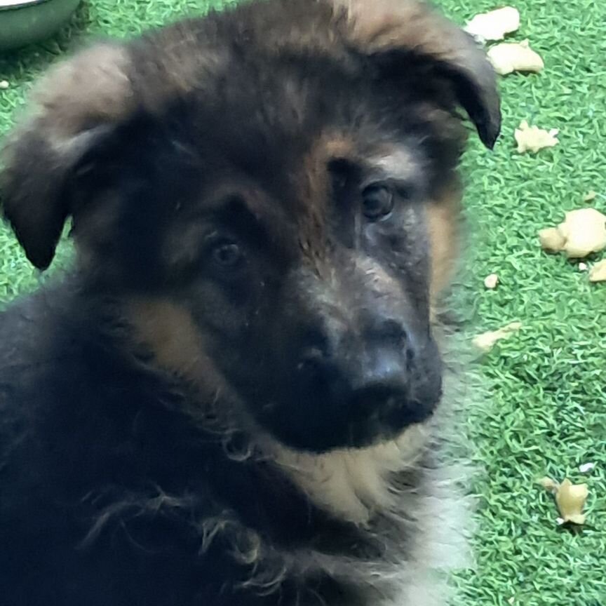 Немецкая овчарка щенок