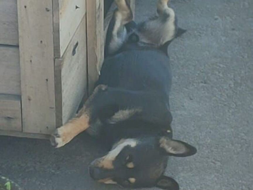 Они погибнут, помогите собачкам