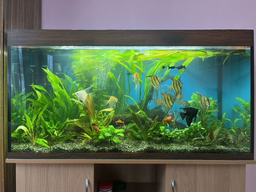 Аквариумные растения, прополка