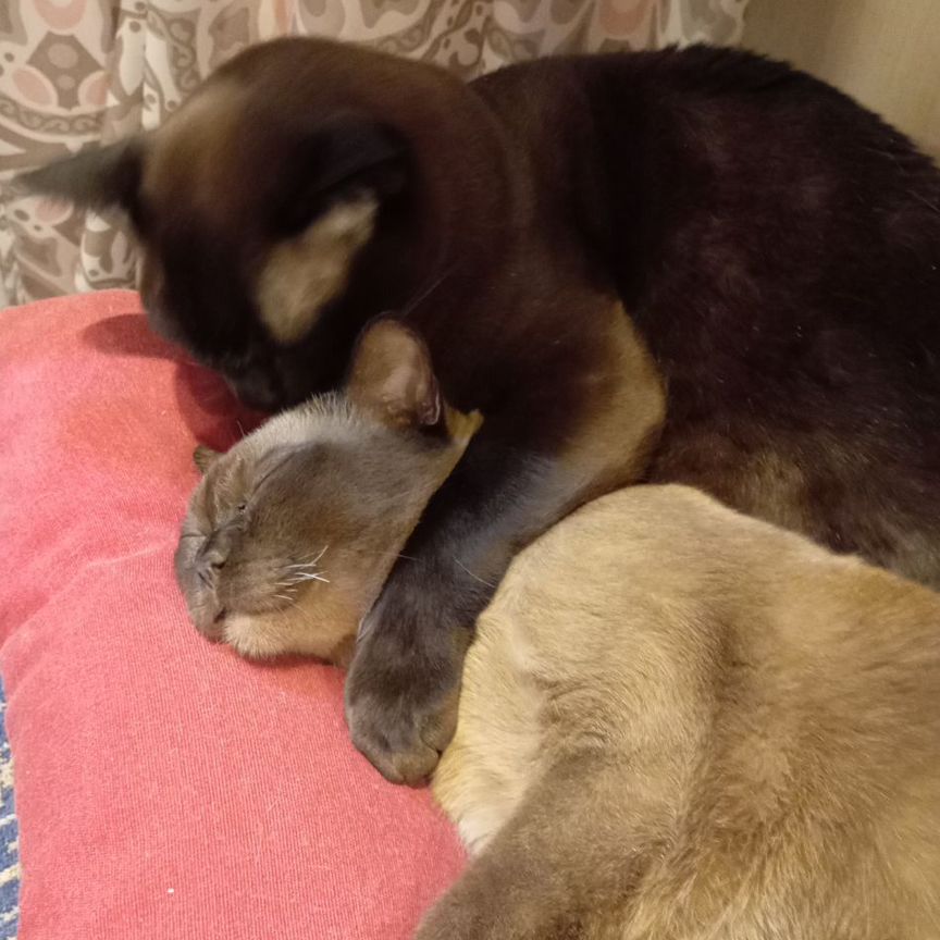 Бурманская кошка