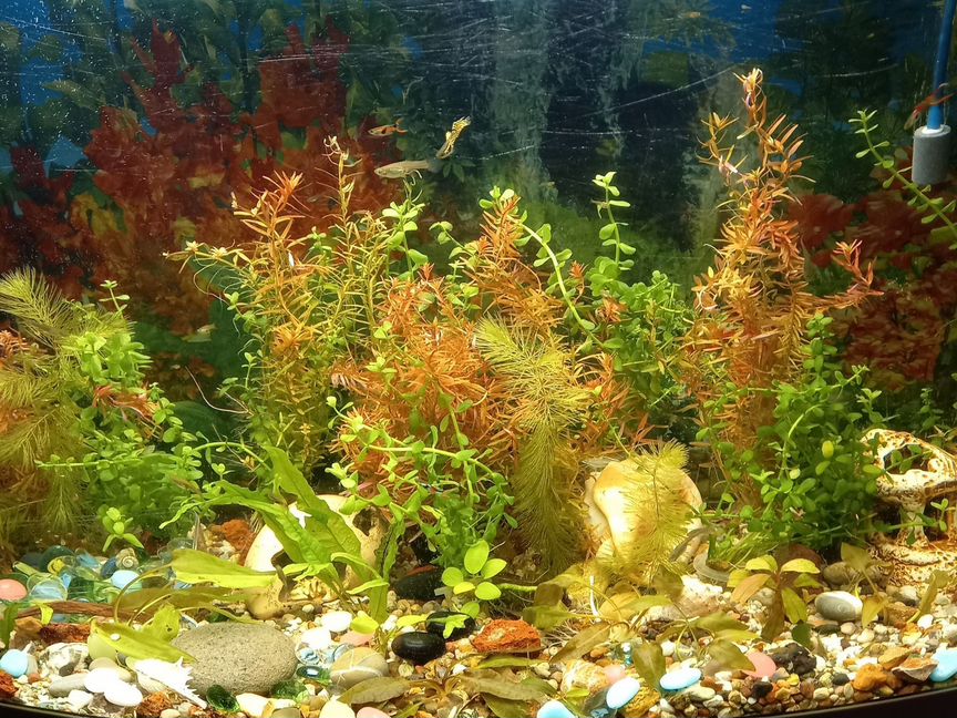 Аквариумные рыбки и растения