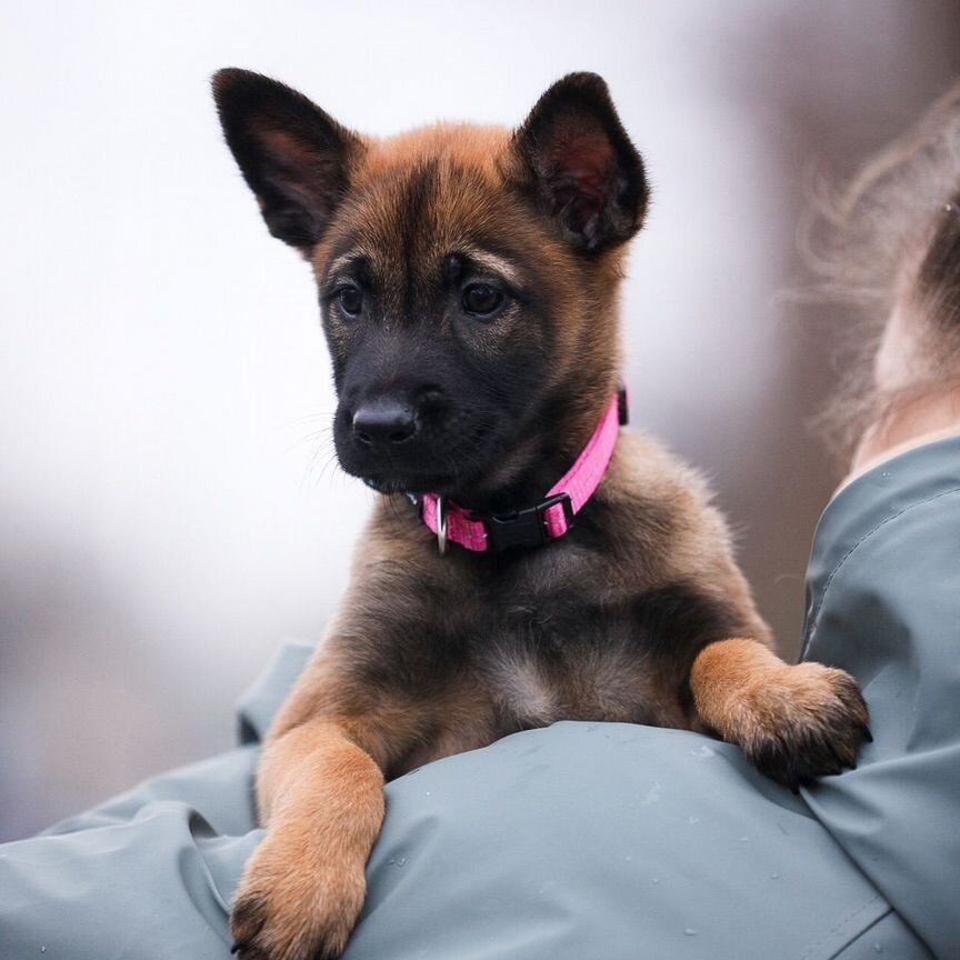 Бельгийская овчарка малинуа