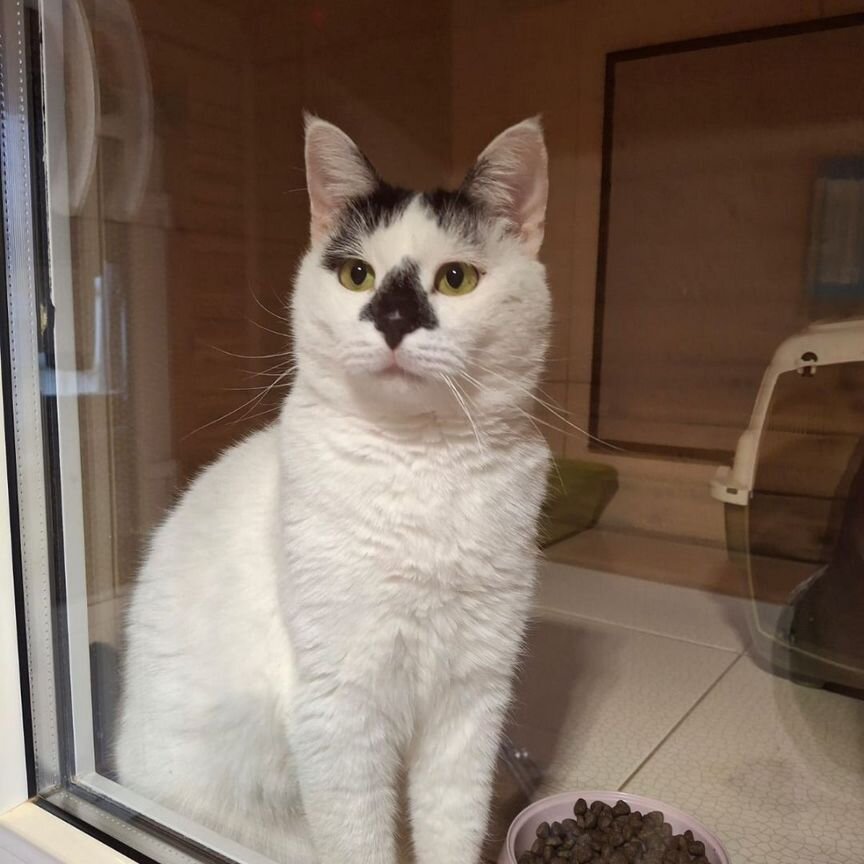 Котику Фраму нужен дом. Лесной приют