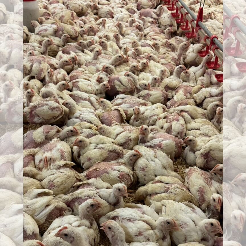 Бройлеры 1 месяц